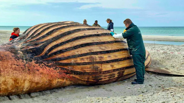 Humpback whale autopsy completed: What happens next? | blue News