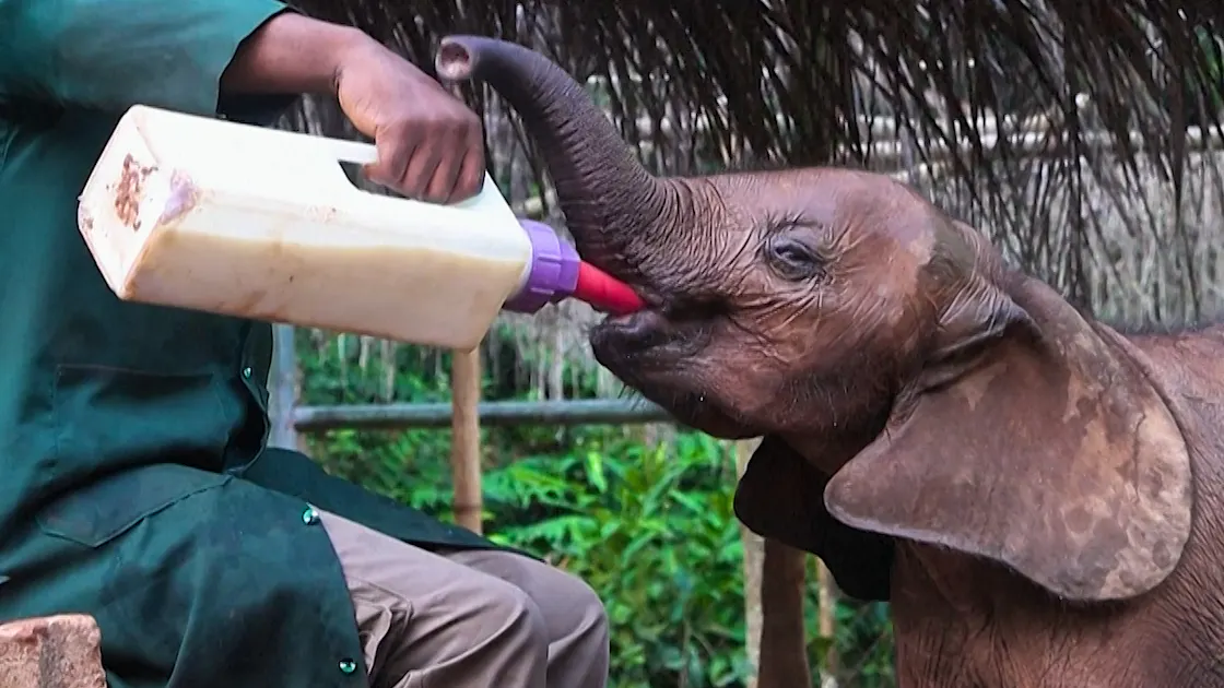 Jöö alarm in the rainforest: Orphaned baby elephant touches people ...