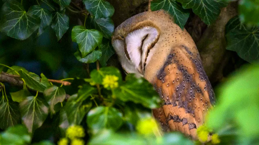 Biology: Research team discovers secret weapon of the white barn owl ...