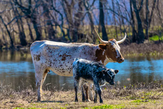 Killer parasite detected in the USA - farmers fear severe damage | blue ...