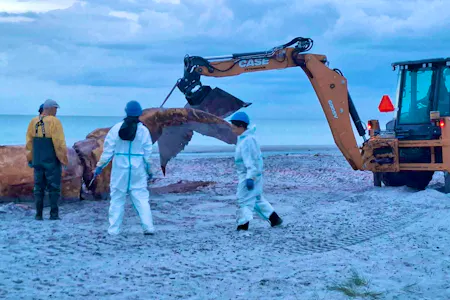 Timmy" becomes biodiesel - now the dead humpback whale is being ...