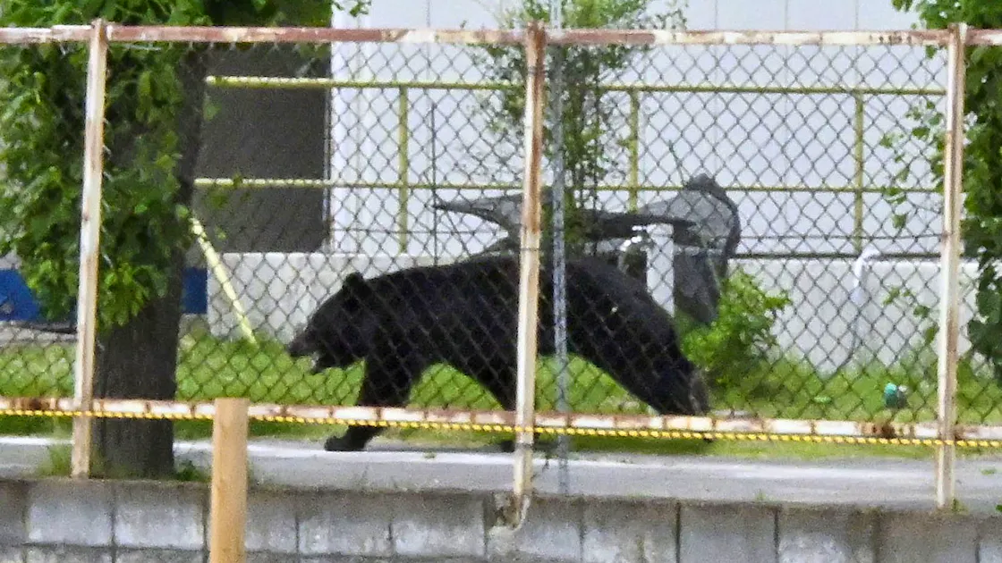 200 attacks in a year: City residents are on edge – Japan has a bear ...