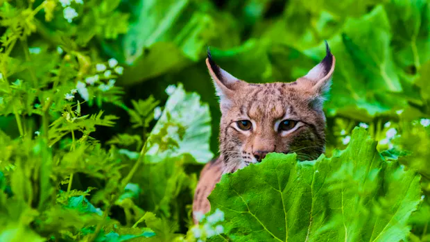 According to WWF study: Lynx still under pressure in Switzerland ...