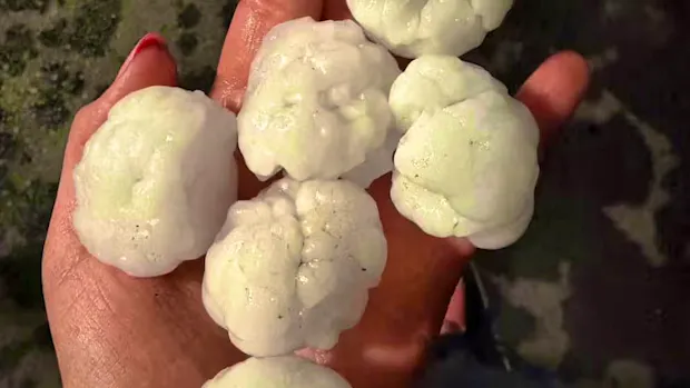 As big as apricots: Apricot-sized hail hits Ticino - MeteoSwiss reports ...