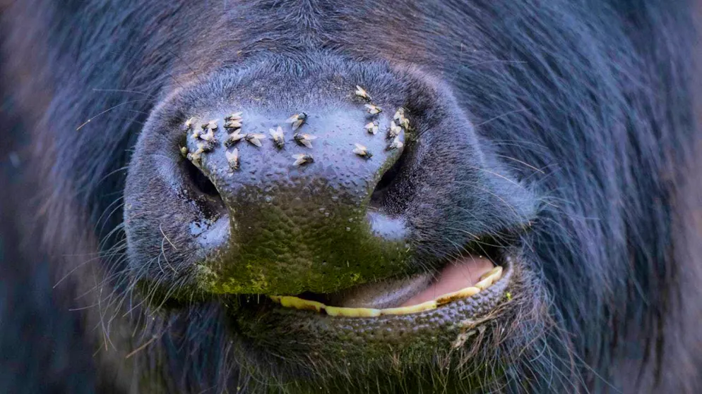 Animal World: Animal species share a universal speech rhythm | blue News