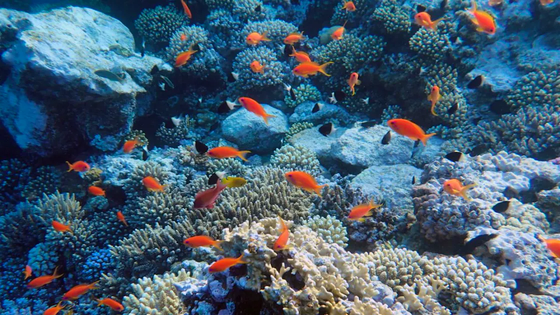 Why Switzerland is suddenly interested in the high seas | blue News