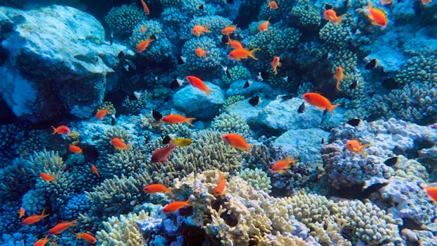 Environment: Federal Council Launches Consultation on the High Seas ...