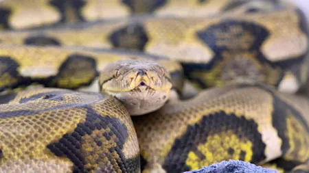 Giant snake devours woman in front of her husband | blue News