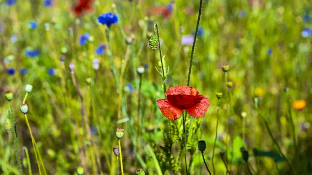 Knowledge: World Biodiversity Forum in Davos Calls for Action | blue News