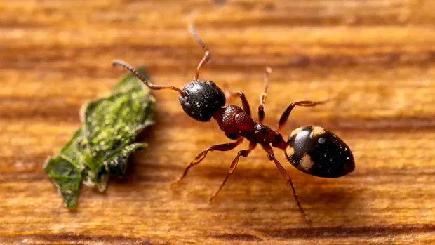 Column: When Ants Take Over Your House | blue News