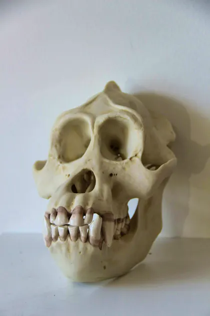 200'000 ogni mese: 7 kg di coca, un cranio di gorilla, protesi mammarie ...