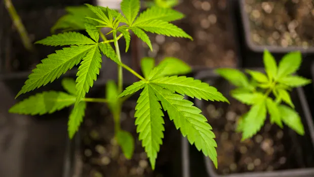 Science: A large-scale cannabis study is launching in the canton of St ...