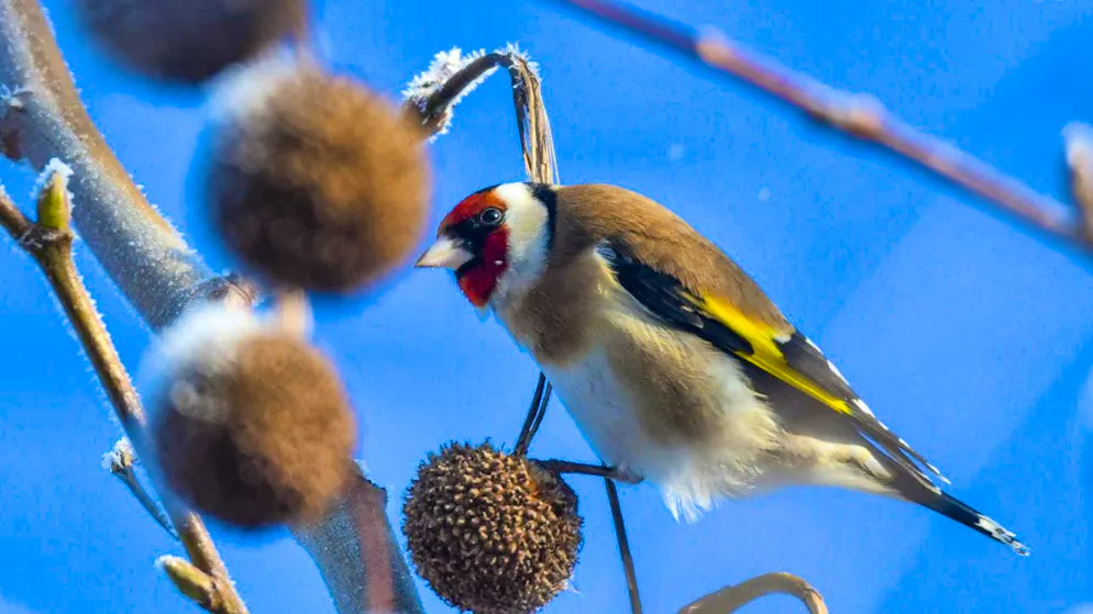 Birds improve our mental health | blue News
