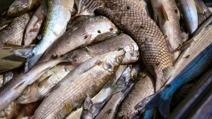 Climate: Early-Warning System Aims to Protect Fish from Heat-Related ...