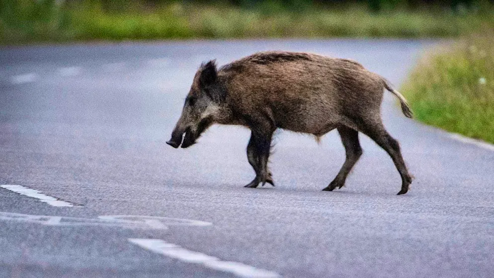 Latest News: Wild Boar Rams Into Stroller in Poland – Toddler Injured ...