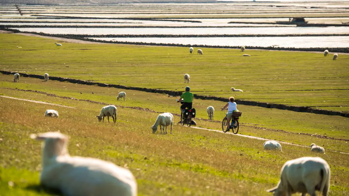 Nature Reserve: Jam on the Dike – How Towns Celebrate the Wadden Sea ...