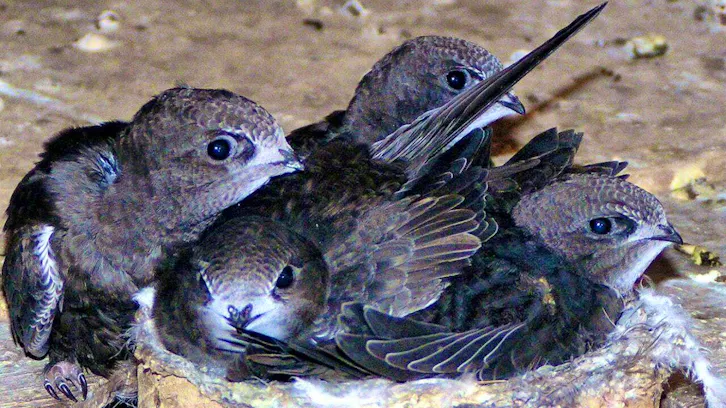 Bird Life: Tips from the Bird Observatory: How Birds Cope with the ...