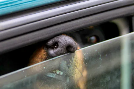 Thurgau: Passersby Rescue Dog from Overheated Car – 17-Year-Old Facing ...